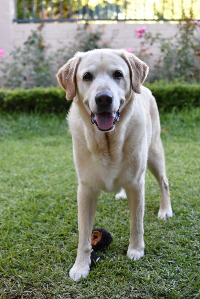 Total Recall Dog Training Class